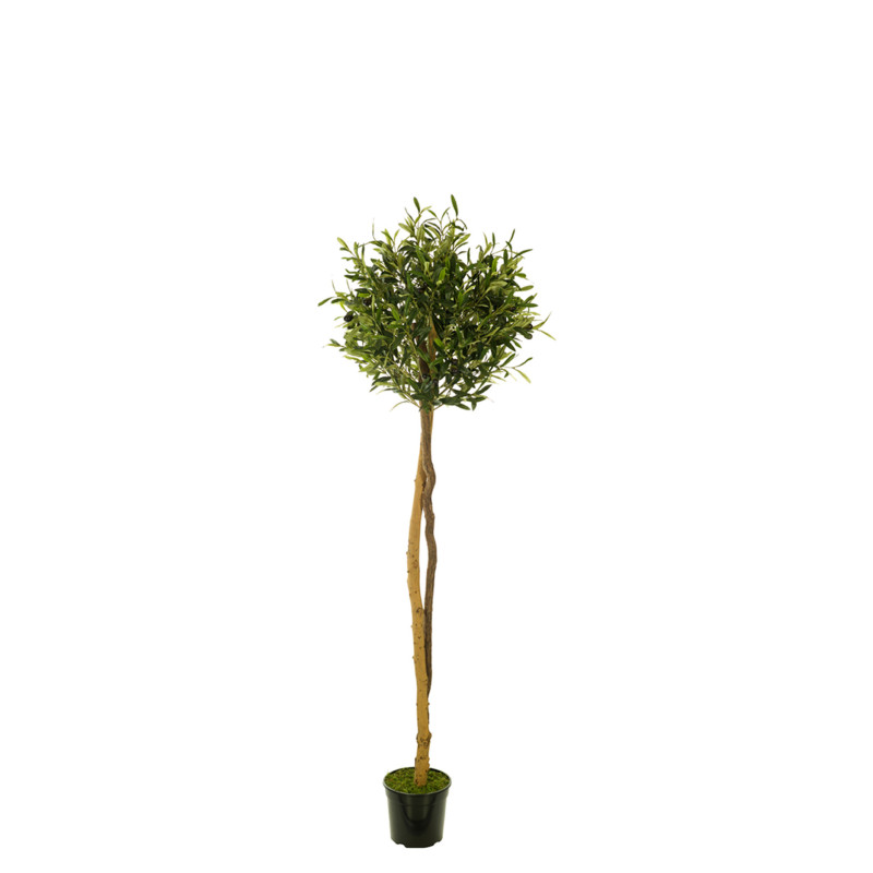 Comprar 474768 FB TOPIARI OLIVO 15R (SF) 150CM DIA:50CM online - Tienda ...